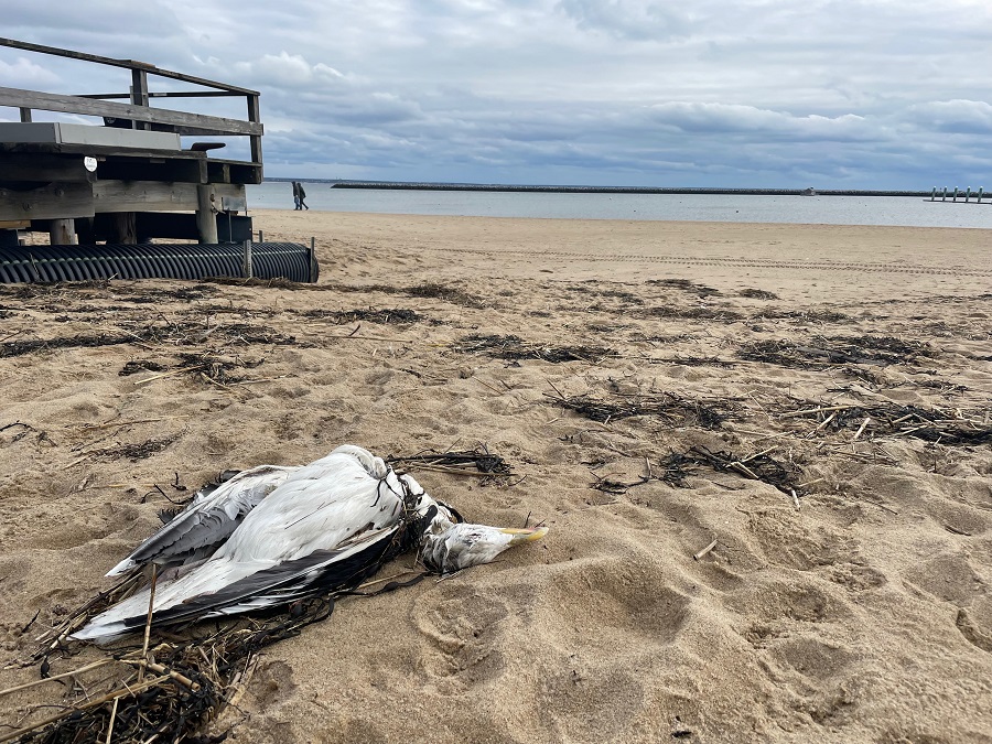 Dead Gulls Portend Avian Flu Outbreak on the Cape - The Provincetown ... Dead Gulls Portend Avian Flu Outbreak on the Cape - The Provincetown ...